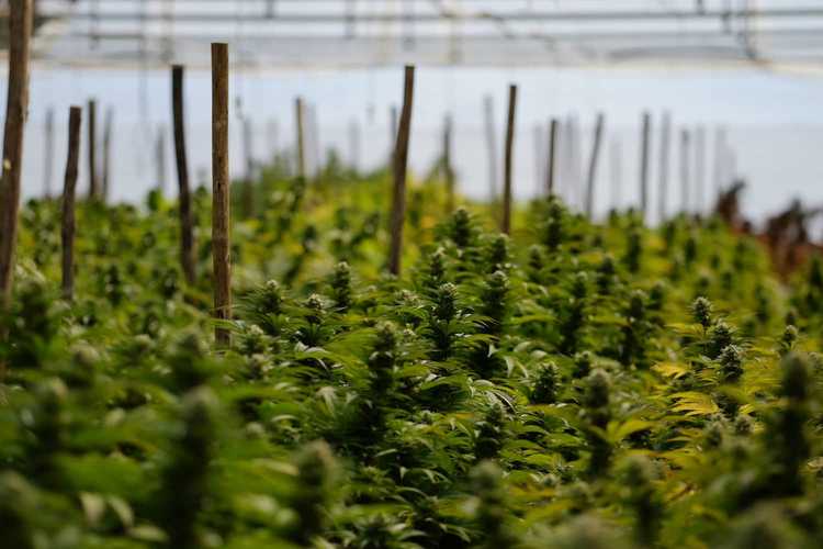 Contact Us | GROWoneAFRICA™